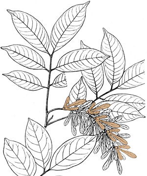 『Flora of China』の図に部分着色