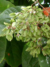 種子には"翼"が付いている