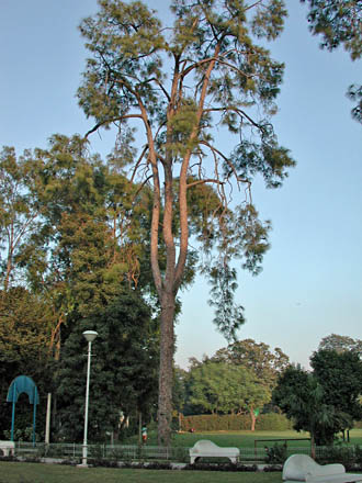 園内の道路脇に二本植えられていた。 もう一本はすぐ右側で枝の一部だけが写っている。