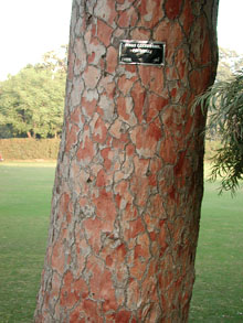 別 名 ： ナガバマツ